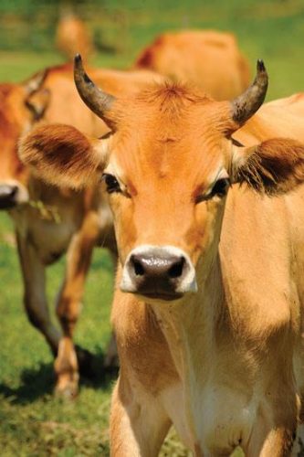 Raising Beef Cattle for Profit on a Small Farm - Grit